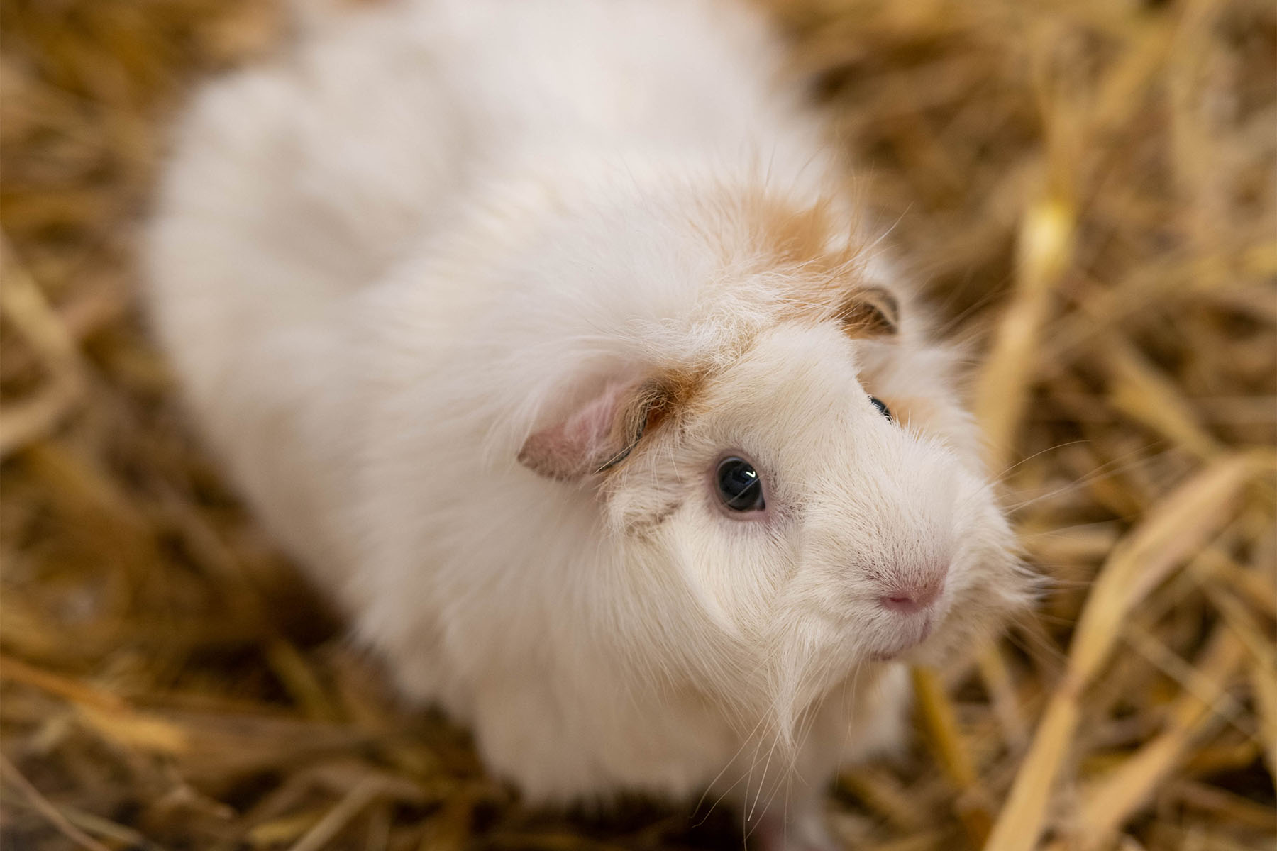 Places to visit with animals on Cornwall, Devon, Launceston