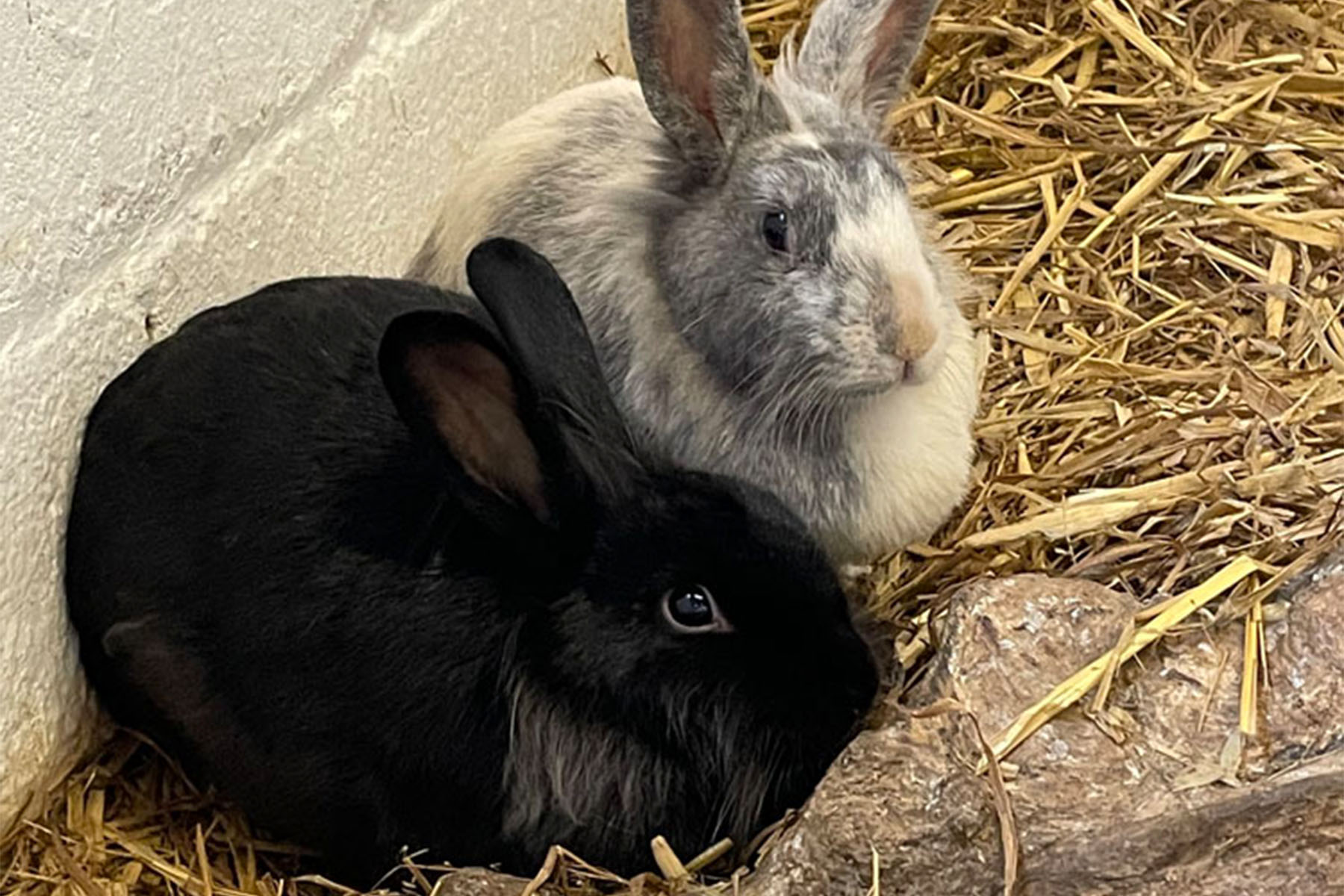 Places to visit with animals on Cornwall, Devon, Launceston